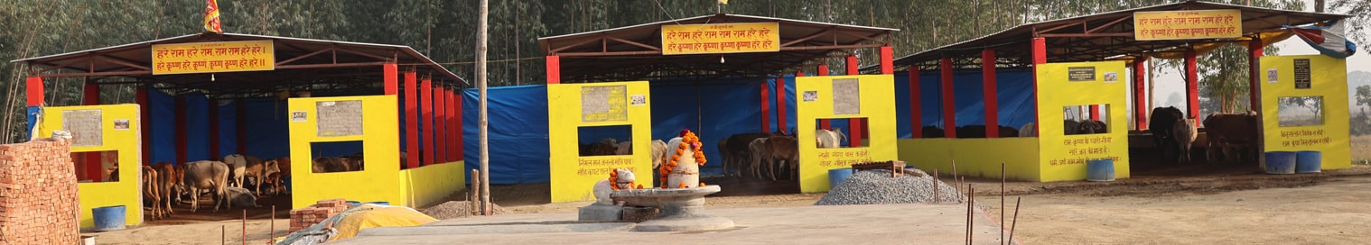 Cow Donation, Donate for Cow Feeding, Sick Cow Treatment | Shri Raghav ...