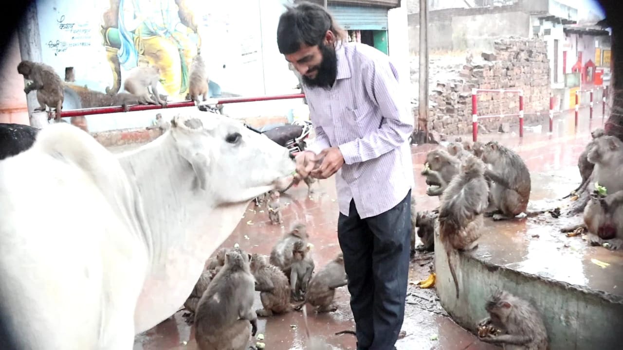Donate for street Cow Treatment, Donate for street sick cows in india ...