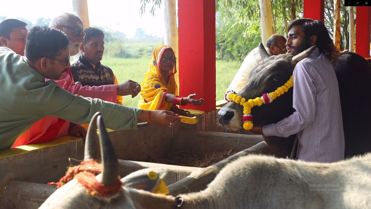 Donate for street Cow Treatment, Donate for street sick cows in india ...