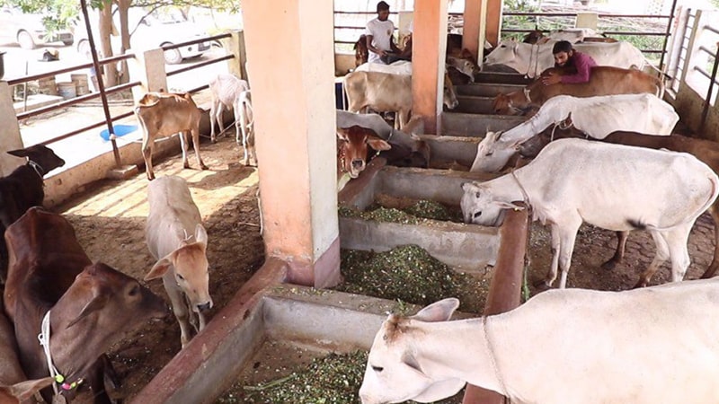 The primary activity of Shri Raghav Gaudham is to promote the humane ...